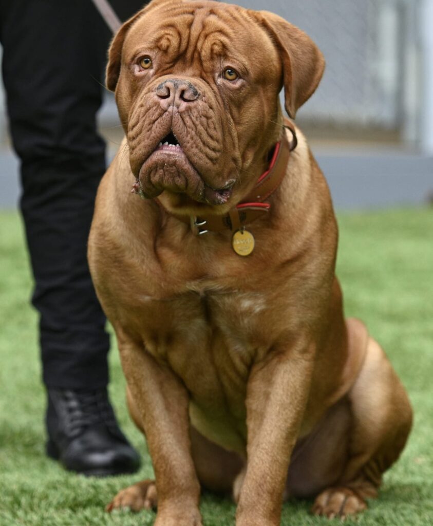 Turner Hooch Season 1 Episode 1 Review Forever and a Dog TV Fanatic
