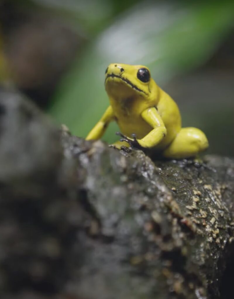 A Wild Year on Earth Exclusive Clips: Frogs and Whales Hog the ...