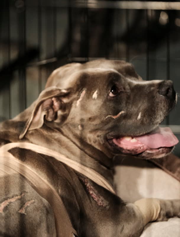 NCIS Season 18 Episode 10 Review: Watchdog - TV Fanatic