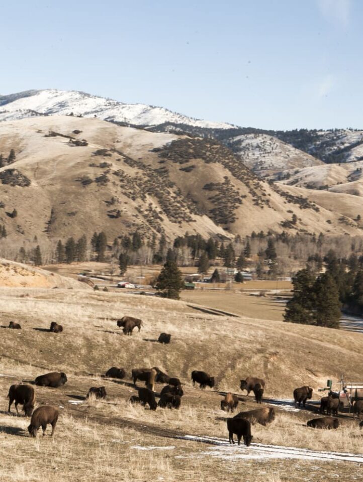 Yellowstone Season 1 Episode 7 Review: A Monster Is Among Us - TV Fanatic